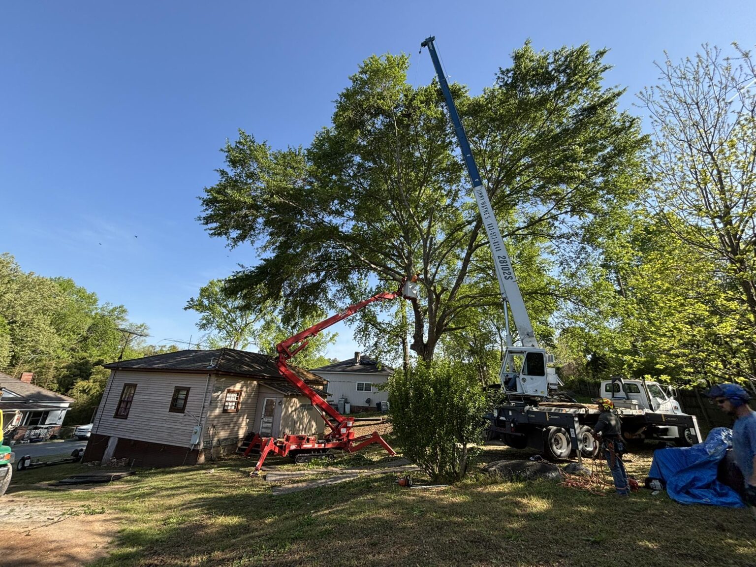 Lancaster's Trusted Local Tree Removal Service - bostonbakedbonz.com